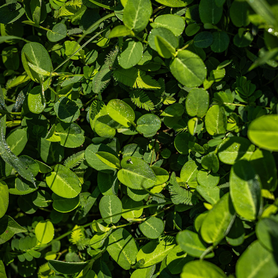 Spring Food Plot – Backwoods Premium Wildlife Products®