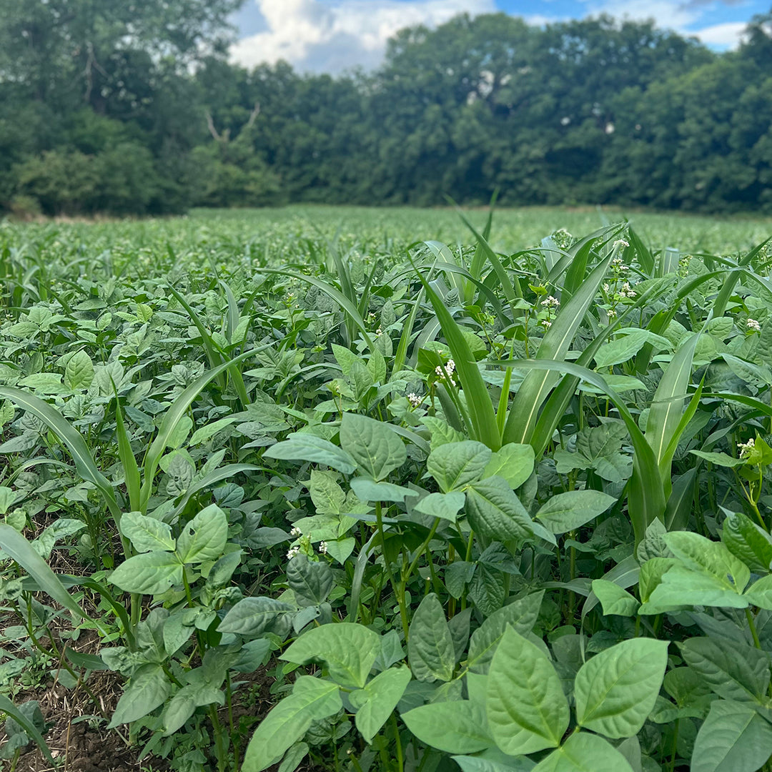 Spring Food Plot – Backwoods Premium Wildlife Products®